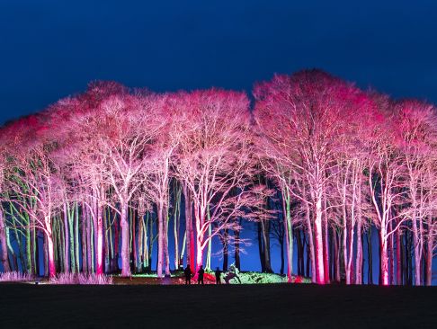 Homecoming Trees lit up by arrival of Spring