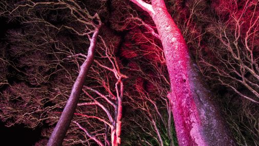 Homecoming Trees lit up by arrival of Spring